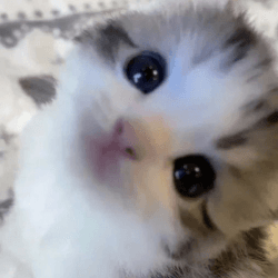 Roblox Cat IDs - RoCodes.gg - RoCodes