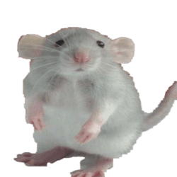 Rat Dance Meme IDs - RoCodes.gg - RoCodes
