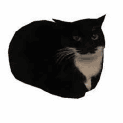 Roblox Cat IDs - RoCodes.gg - RoCodes