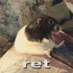 Rat Dance Meme IDs - RoCodes.gg - RoCodes