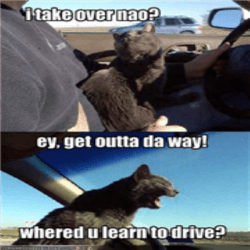 Get Out Meme IDs - RoCodes.gg - RoCodes