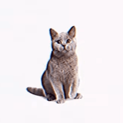 Roblox Cat IDs - RoCodes.gg - RoCodes