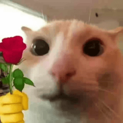 Roblox Cat IDs - RoCodes.gg - RoCodes