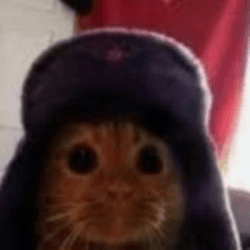 Roblox Cat IDs - RoCodes.gg - RoCodes